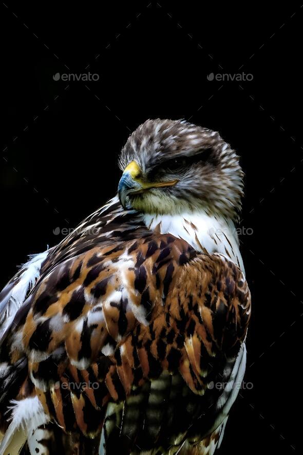 Majestic hawk perched against a black background. Stock Photo by wirestock