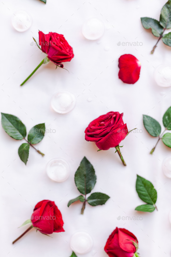 several red roses and leaves on white background photo, overhead, flat ...