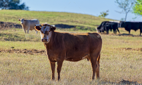 Young cow with tipped horns in a pasture, surrounded by other cows ...