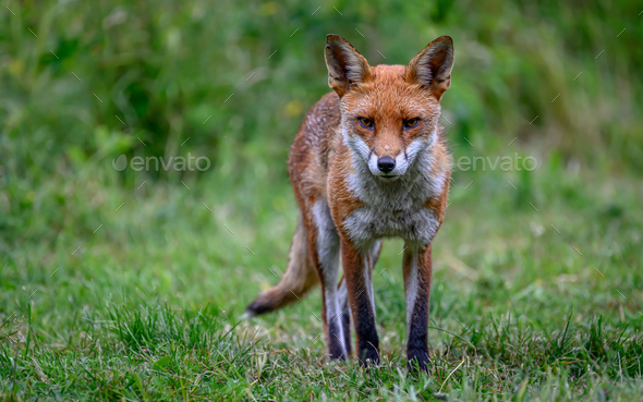 Beautiful red fox on the blurry background during the daytime Stock ...