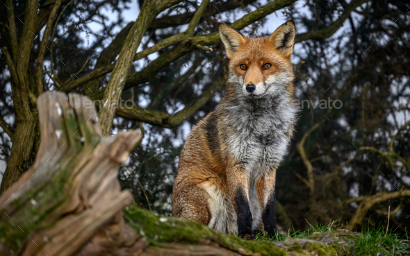 Beautiful red fox on the blurry background during the daytime Stock ...