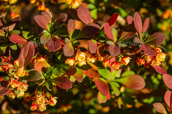 Barberry flowers. Beautiful flowering barberry bush. Stock Photo by ...