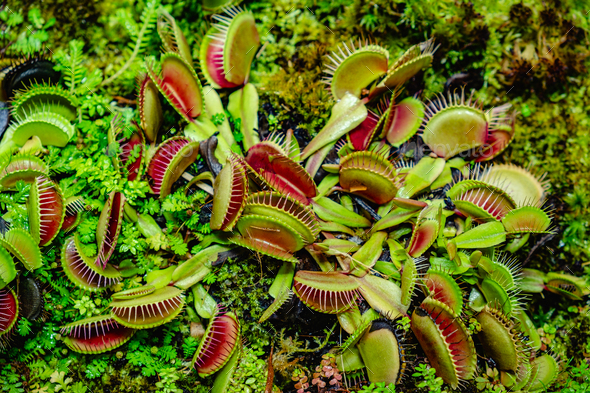 Tropical forest with carnivorous plants Stock Photo by tatiana_bralnina