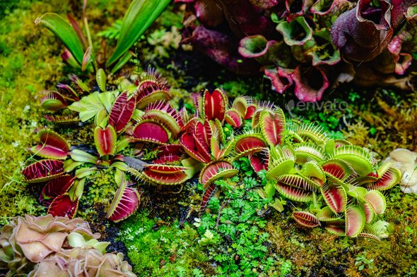 Tropical forest with carnivorous plants Stock Photo by tatiana_bralnina