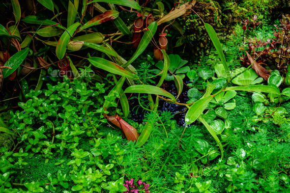 Tropical forest with carnivorous plants Stock Photo by tatiana_bralnina