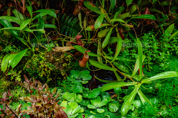 Tropical forest with carnivorous plants Stock Photo by tatiana_bralnina