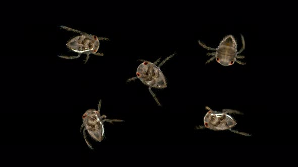 Adult Larva of the Water Bug Notonecta Glauca Under a Microscope, Stock ...