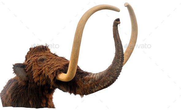 Mammoth head, teaching aid for children, flayed wool and huge tusks ...