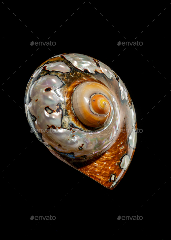 South African Turban Shell on a black background Stock Photo by Multipedia