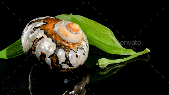South African Turban Shell on a black background Stock Photo by Multipedia
