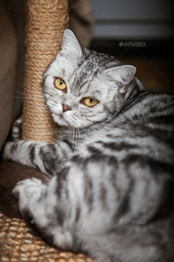 British shorthair silver tabby cat Stock Photo by Manuta | PhotoDune