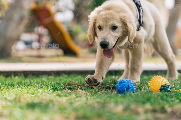 Playful cute puppy dog playing with plastic toys outdoors Stock Photo ...