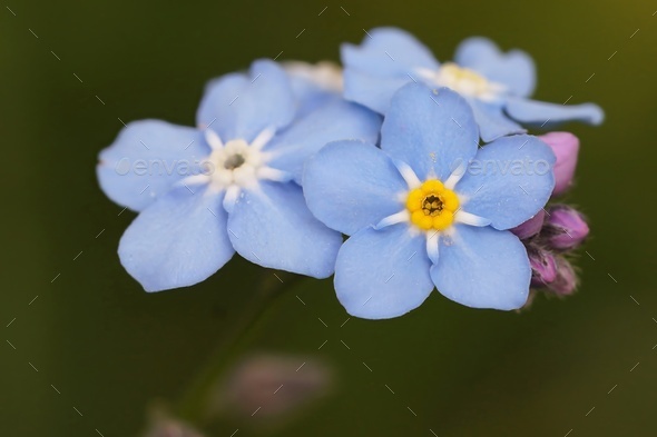 Closeup on the fragile looking blue and yellow forget-me-not flower ...