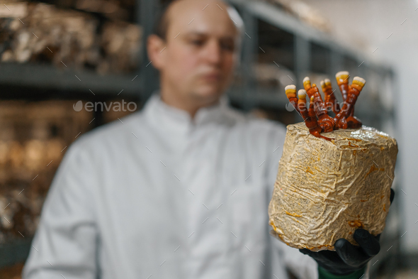 A mycologist from a mushroom farm grows Ganoderma lucidum mushrooms a ...