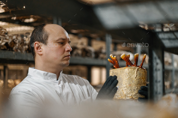 A mycologist from a mushroom farm grows Ganoderma lucidum mushrooms a ...