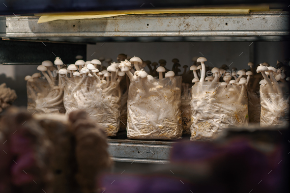 Growing shimiji mushrooms Eco food Bio farm Vegetarian food edible ...