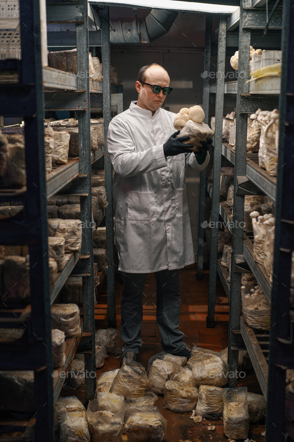 A mycologist from a mushroom farm grows lion's mouth mushrooms a ...