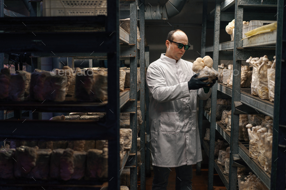 A mycologist from a mushroom farm grows lion's mouth mushrooms a ...