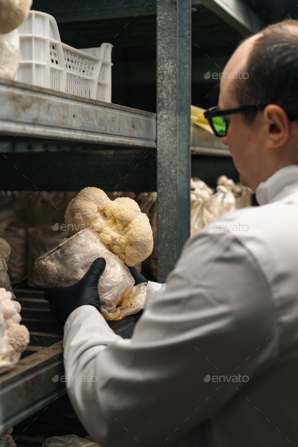 A mycologist from a mushroom farm grows lion's mane mushrooms scientist ...