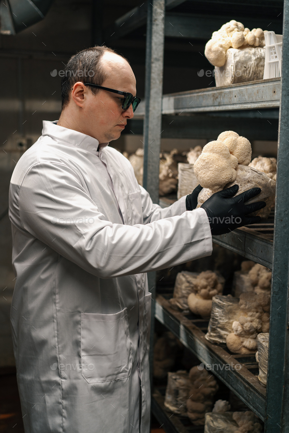 A mycologist from a mushroom farm grows lion's mane mushrooms scientist ...