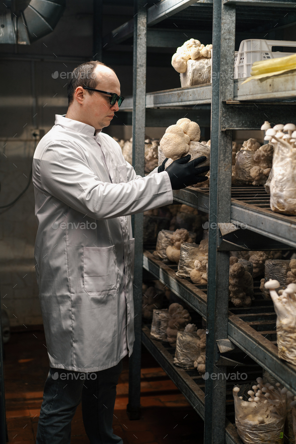 A mycologist from a mushroom farm grows lion's mane mushrooms scientist ...
