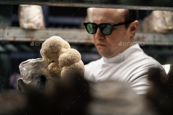 A mycologist from a mushroom farm grows lion's mane mushrooms scientist ...