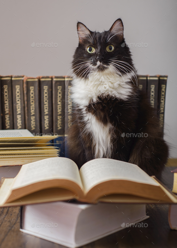 Concept of reading. World book day. Cat with books around pretending to ...
