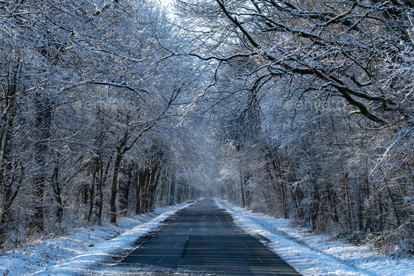 Snow-covered road in a wooded area with trees Stock Photo by wirestock
