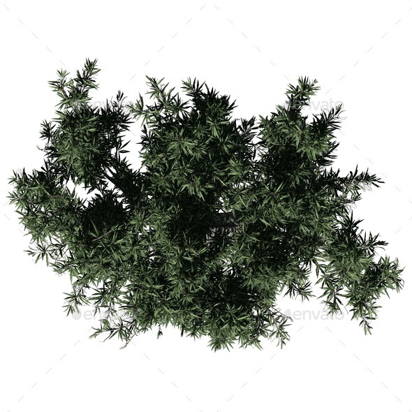 African Olive Tree Top view isolated on white bacground Stock Photo by ...