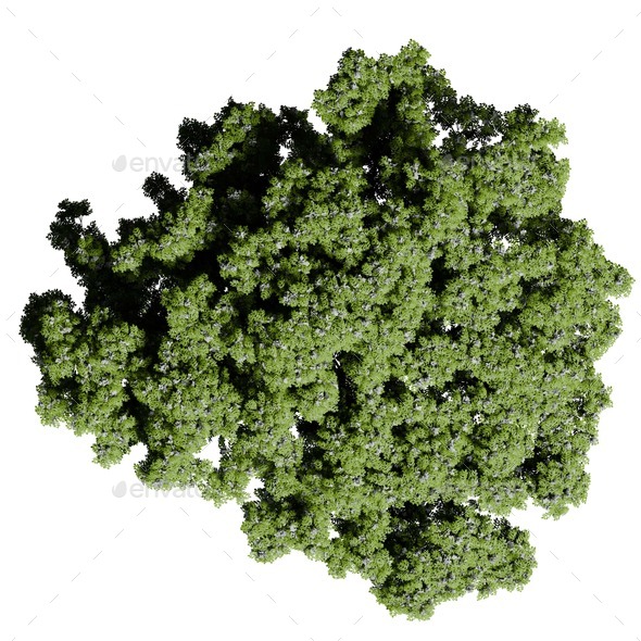 European Ash tree top view isolated on white background Stock Photo by ...