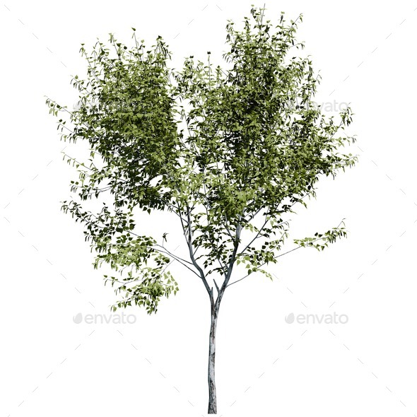 Paper Birch Tree font view isolated on white background Stock Photo by ...