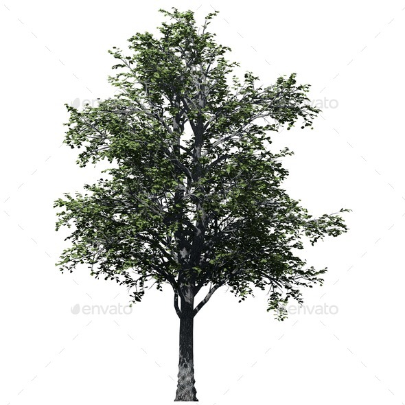 European Linden Tree front view isolated on white background Stock ...