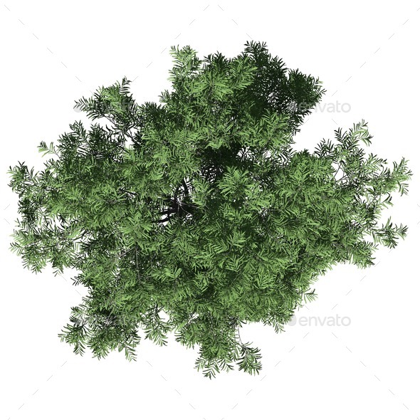 Honey Mesquite Tree Top view isolated on white background Stock Photo ...