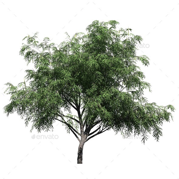 Honey Mesquite Tree Front view isolated on white background Stock Photo ...