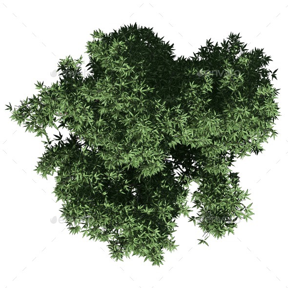 Rainbow Gum Tree top view isolated on white background Stock Photo by ...
