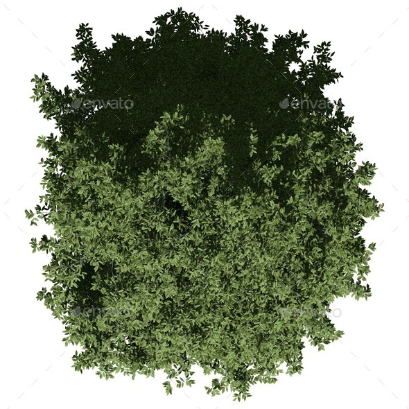 Single Oak Tree top view isolated on white background Stock Photo by ...
