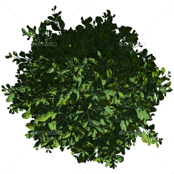 Single Oak Tree top view isolated on white background Stock Photo by ...