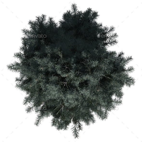 Blue Spruce Tree top view isolated on white background Stock Photo by ...