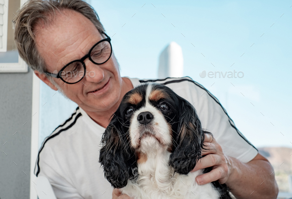 Portrait of cute female cavalier king Charles spaniel dog sitting with ...