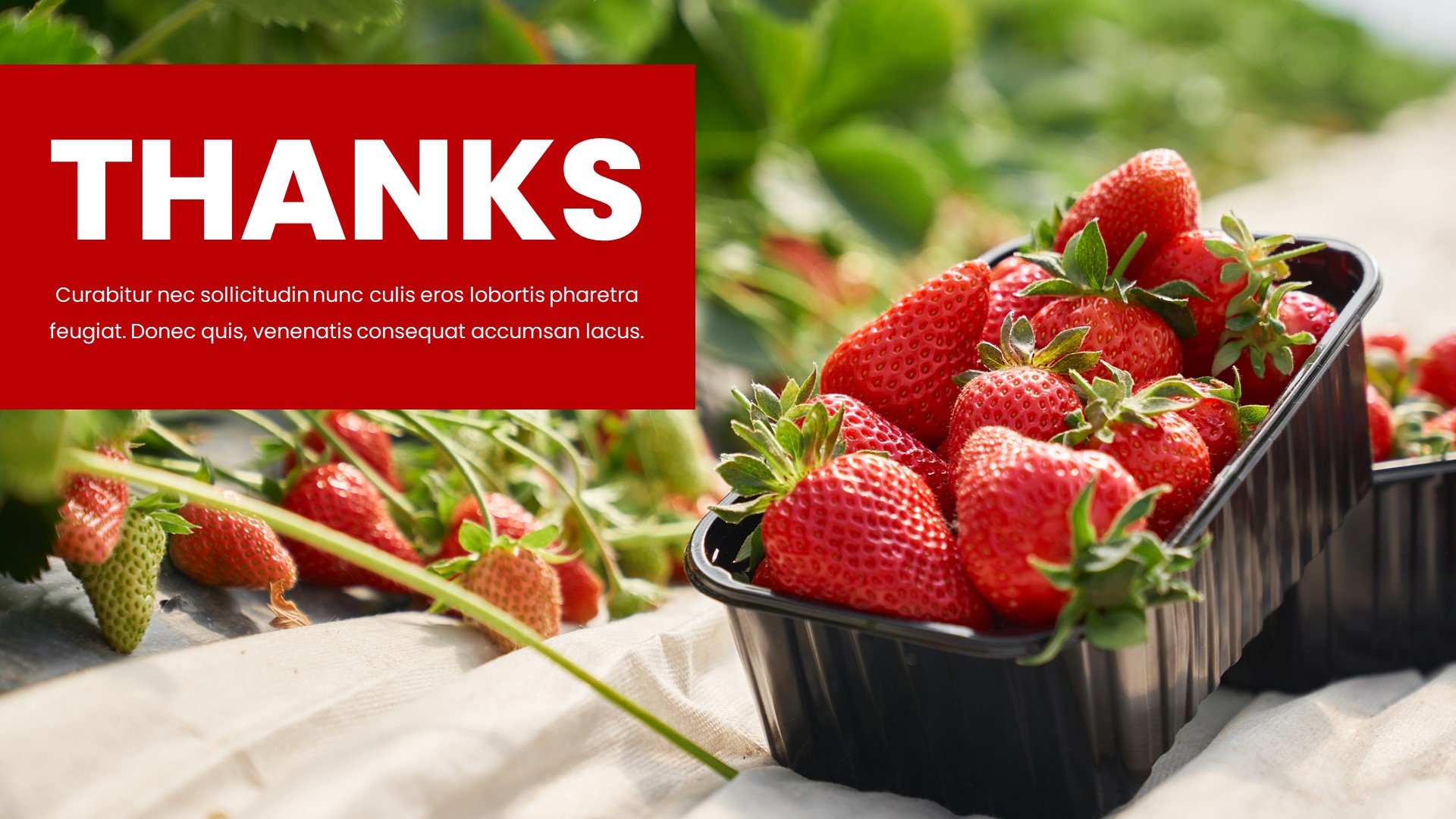 Fresh Fruit Powerpoint Template, Presentation Templates | GraphicRiver