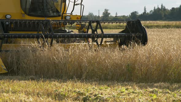 Combine Harvester Working on Organic Rye Field at Golden Hour, Stock ...