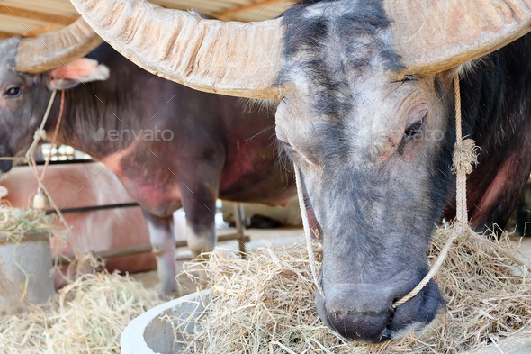 Buffalo chew hay Stock Photo by osbmxhouse | PhotoDune