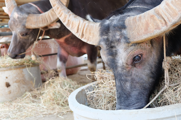 Buffalo chew hay Stock Photo by osbmxhouse | PhotoDune