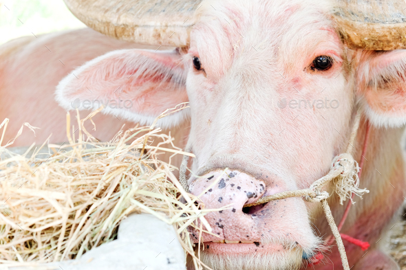 Buffalo chew hay Stock Photo by osbmxhouse | PhotoDune