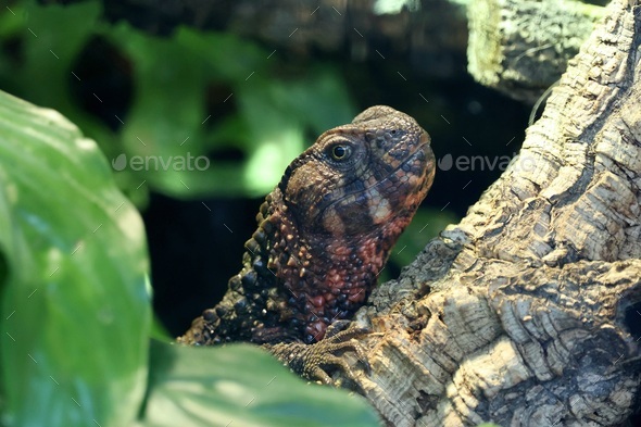 Chinese crocodile lizard (Shinisaurus crocodilurus) in a lush forest ...