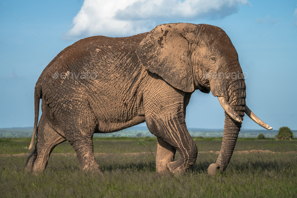 giant walking Stock Photo by joramr | PhotoDune