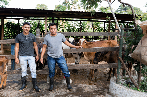Two Hispanic Men are posing with their cows in an outdoor farm Stock ...