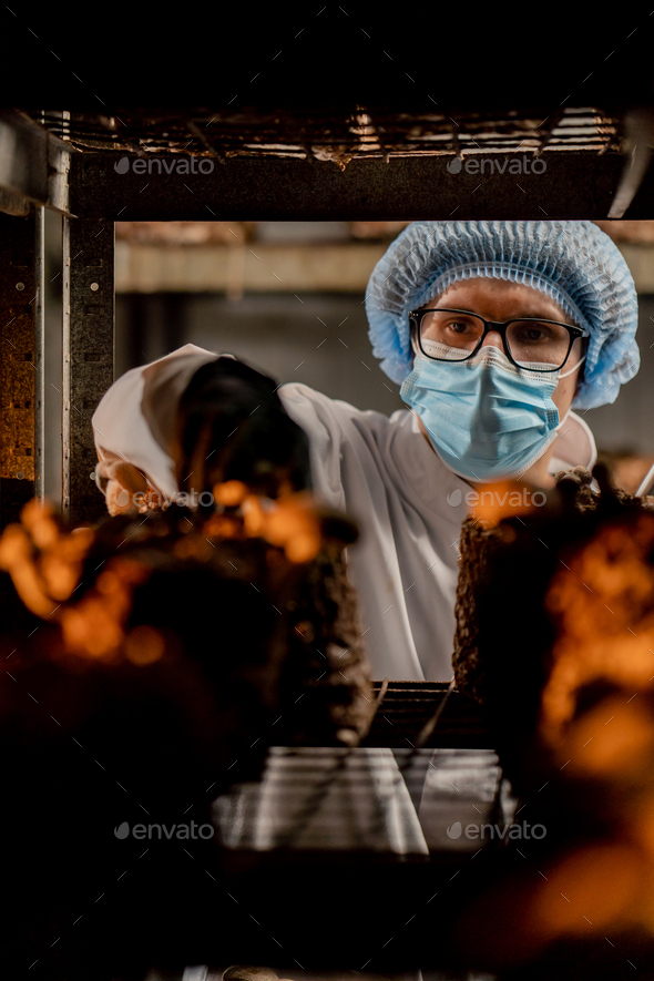 Masked mycologist from mushroom farm grows shiitake mushrooms Scientist ...