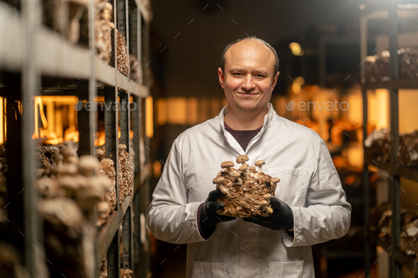 smiling Mycologist from mushroom farm growing shiitake mushrooms ...