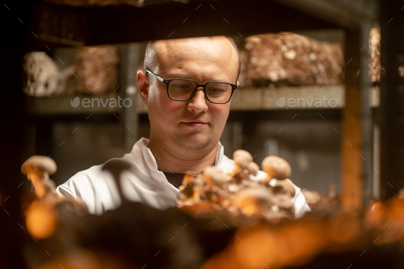 Mycologist in glasses from mushroom farm grows shiitake mushrooms ...